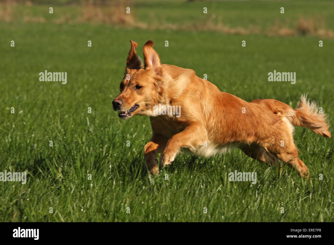 running Golden Retriever Stock Photo - Alamy