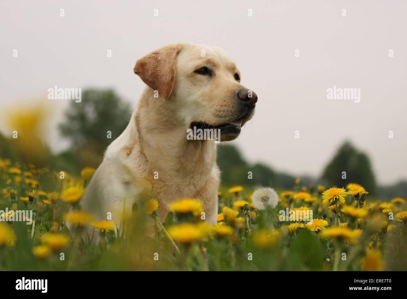 blonde Labrador Retriever Stock Photo - Alamy