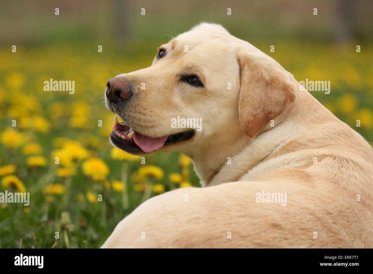 blonde Labrador Retriever Stock Photo - Alamy