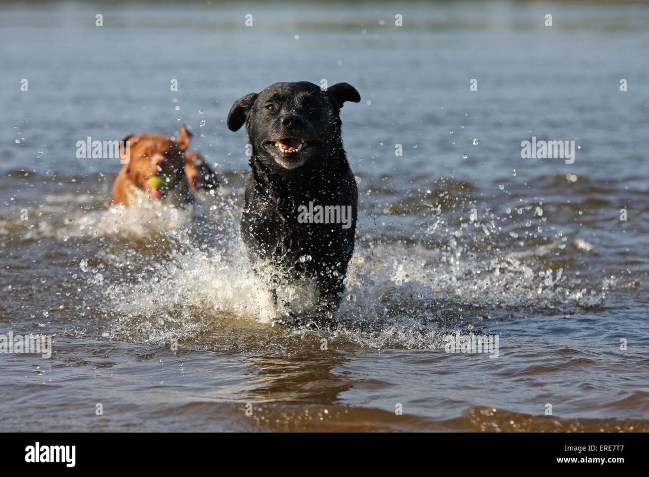 Black labrador with duck hi-res stock photography and images - Alamy
