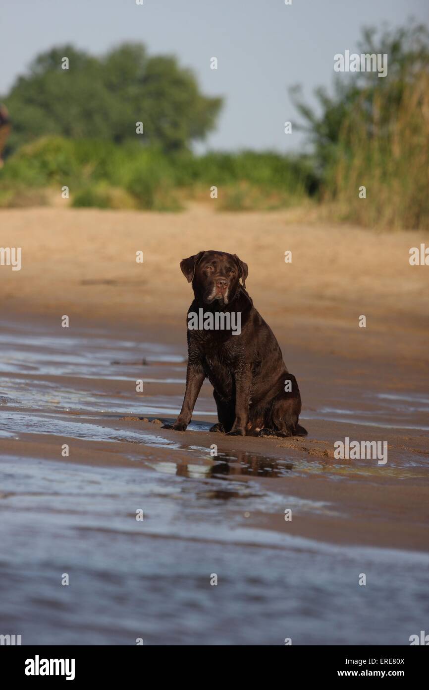 brown Labrador Retriever Stock Photo - Alamy