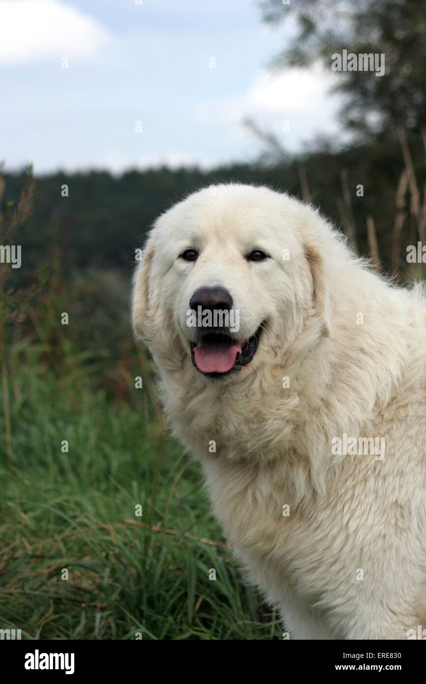 Maremma and Abruzzes Sheepdog Stock Photo - Alamy
