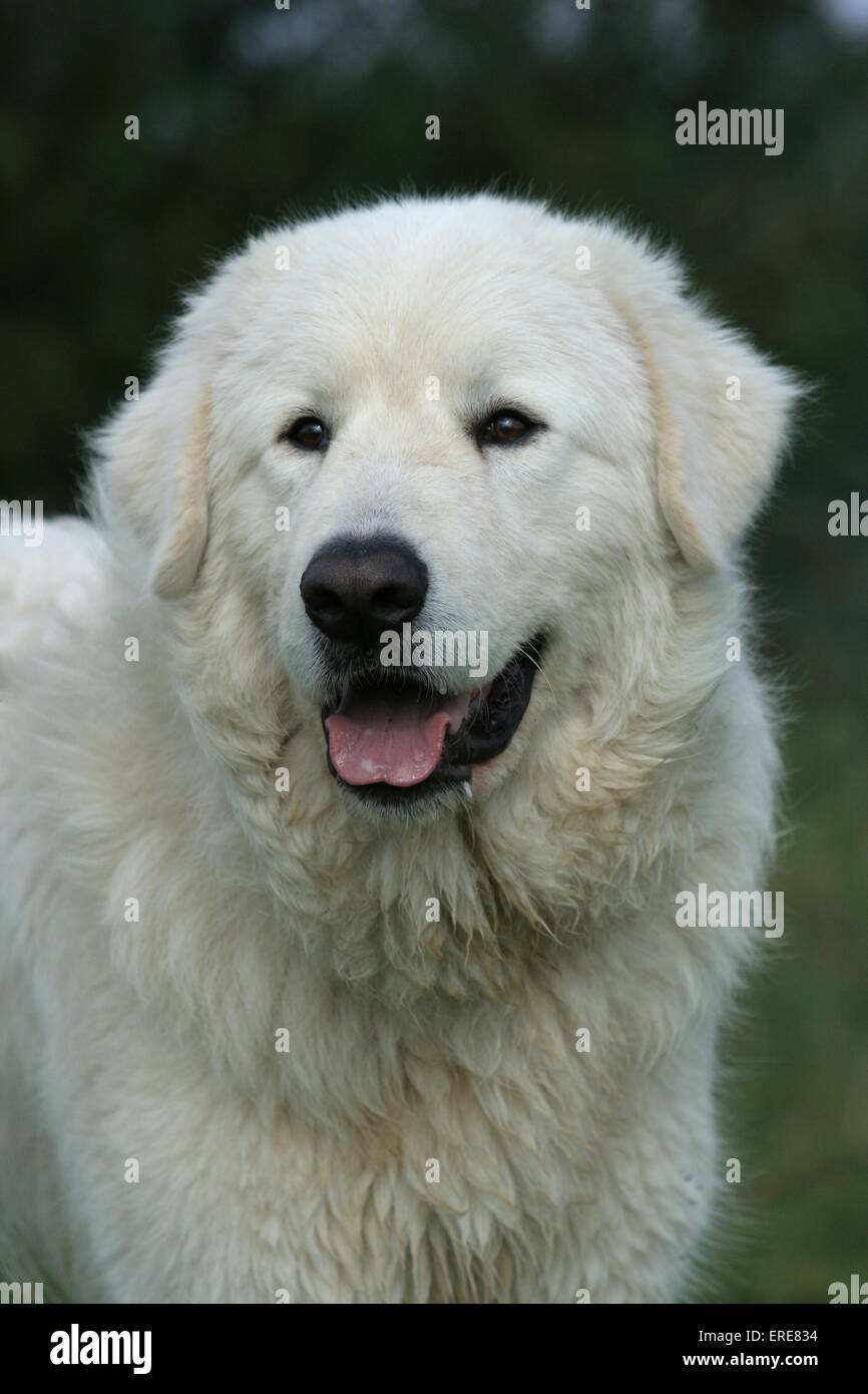 Maremma and Abruzzes Sheepdog Stock Photo - Alamy