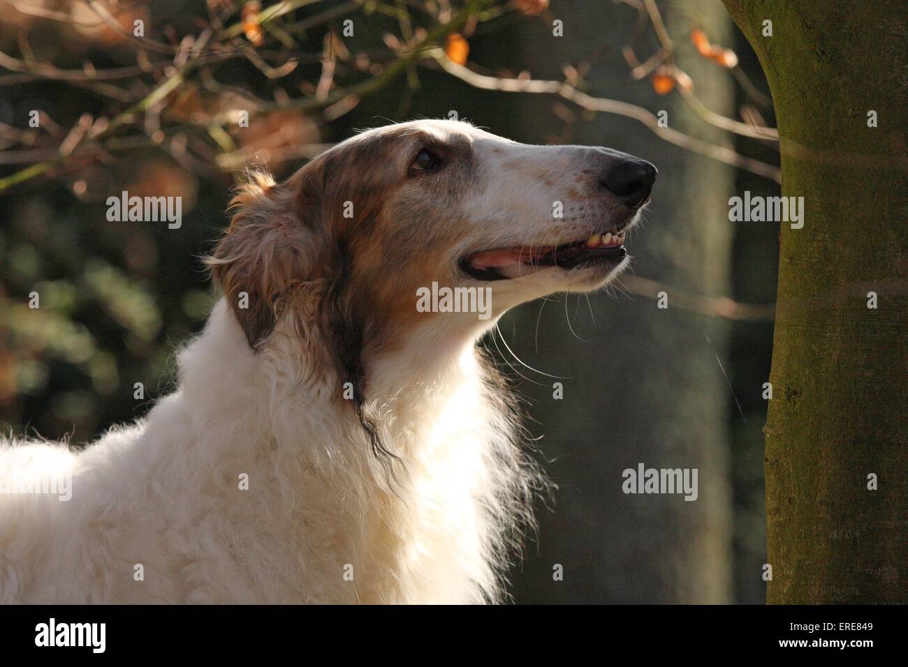 Portrait borzoi side view hi-res stock photography and images - Alamy