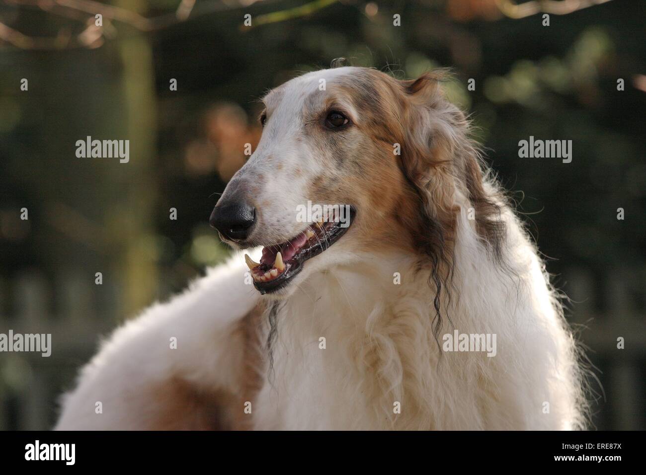 Borzoi dogs hi-res stock photography and images - Alamy