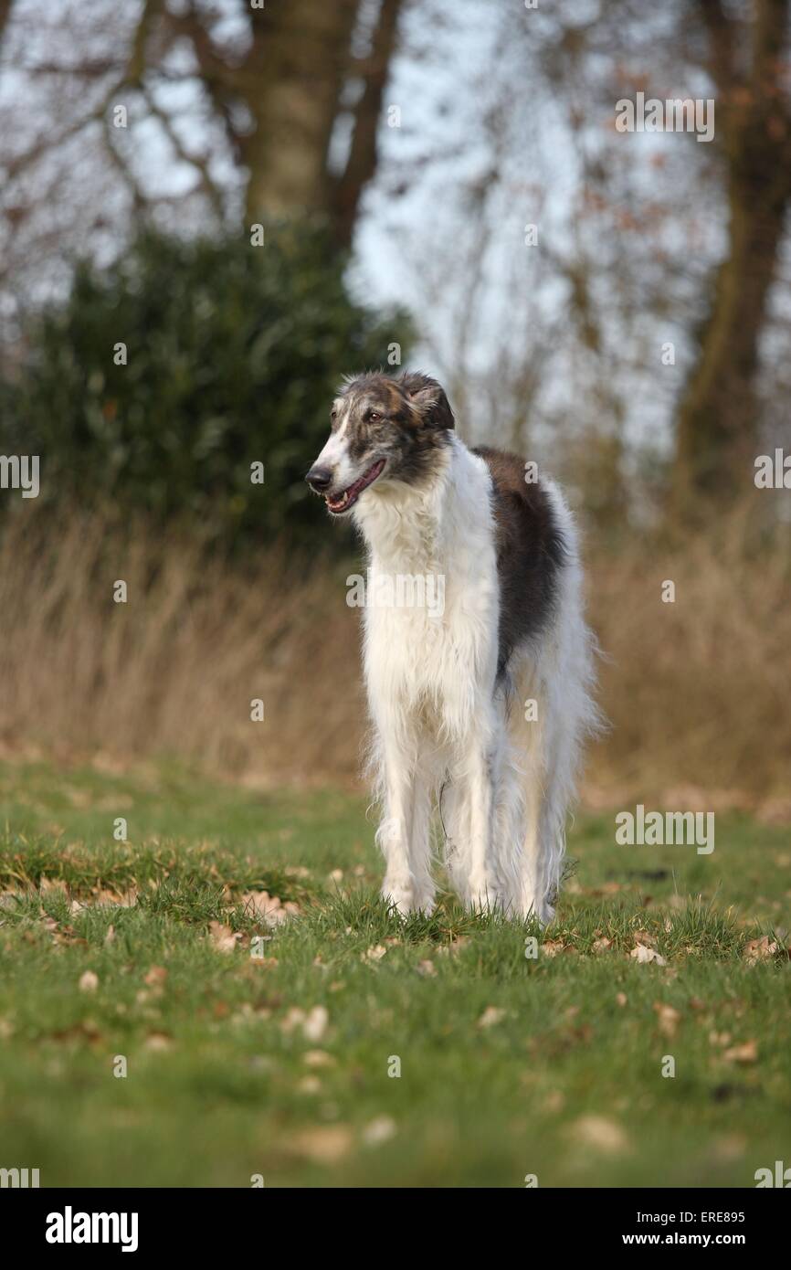 Borzoi hi-res stock photography and images - Alamy