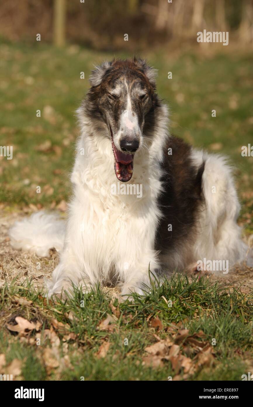 Big russian borzoi dog hi-res stock photography and images - Alamy
