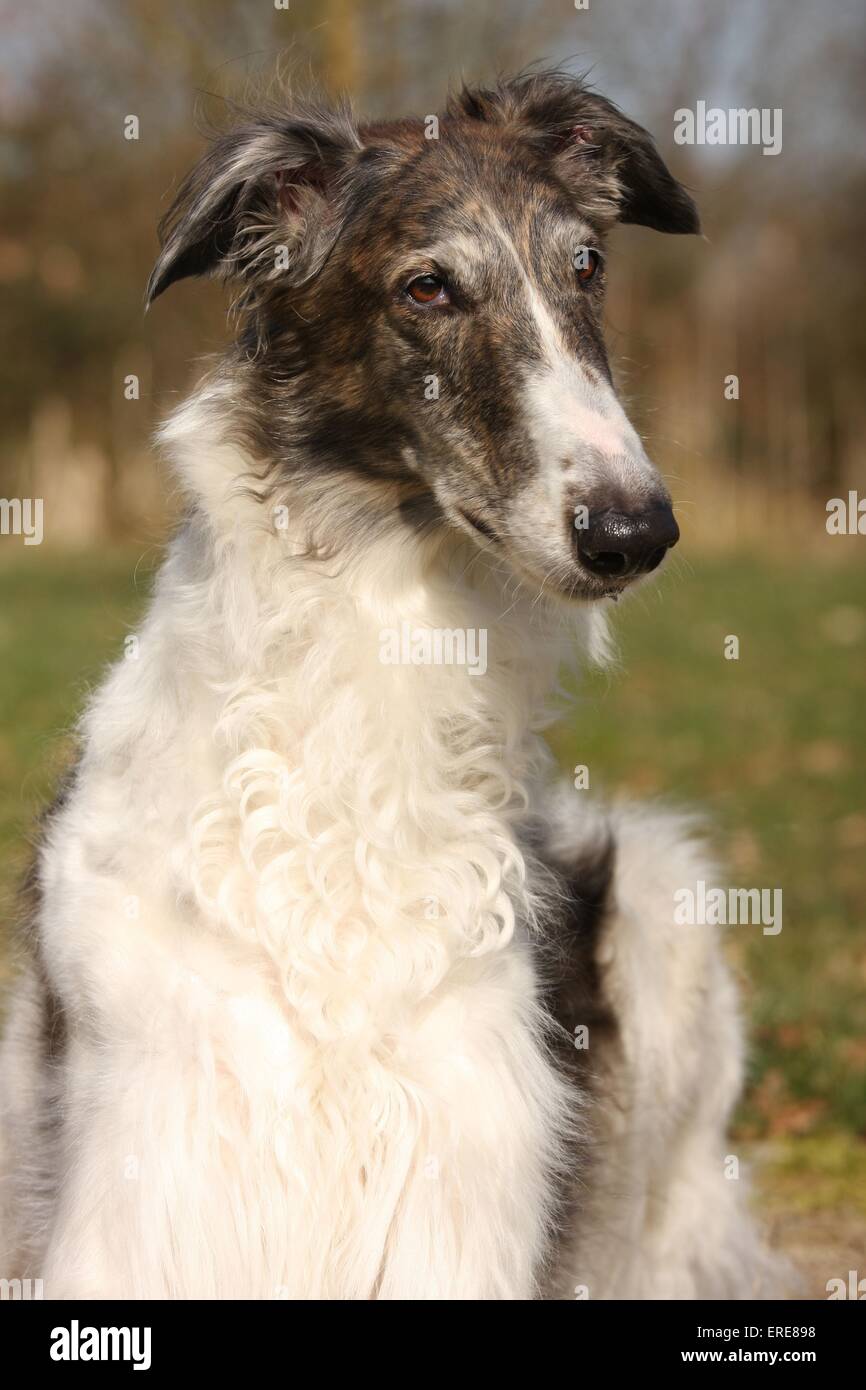 Big russian borzoi dog hi-res stock photography and images - Alamy