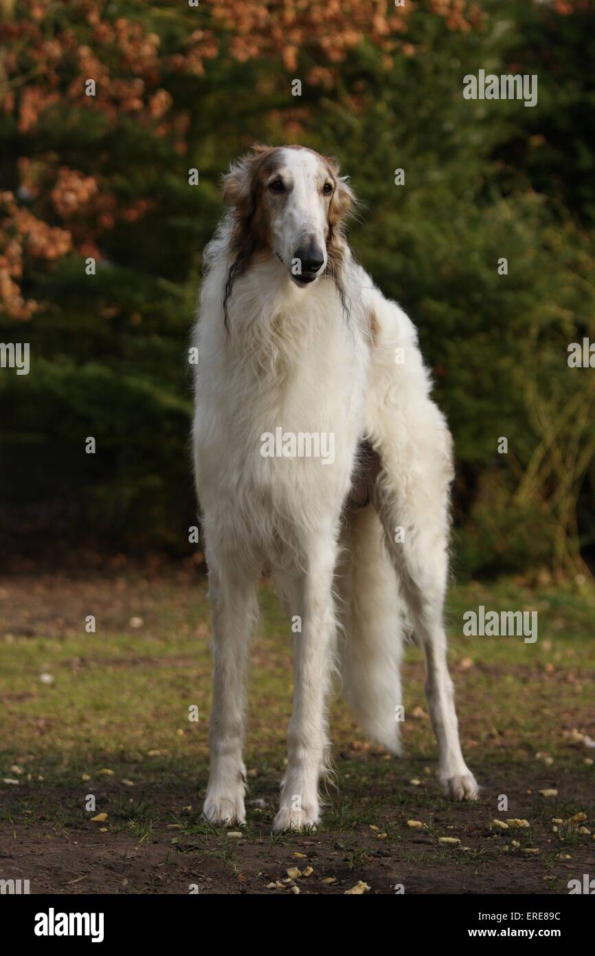 Borzoi dogs hi-res stock photography and images - Alamy