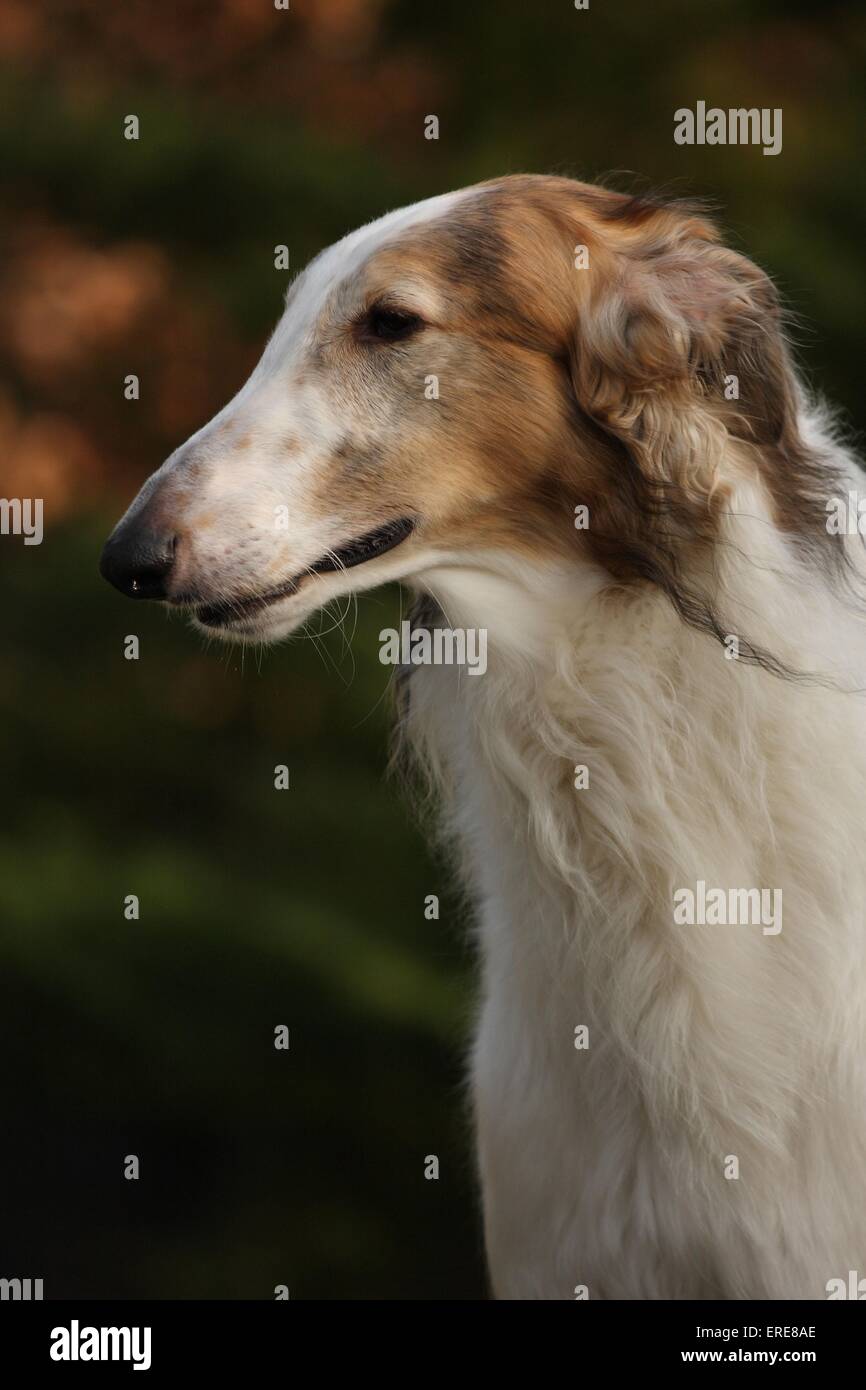 Portrait borzoi side view hi-res stock photography and images - Alamy