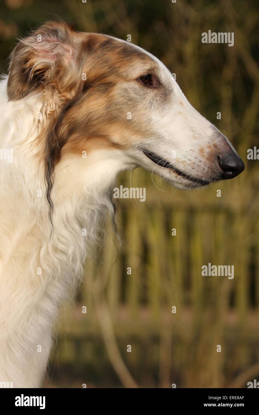 Portrait borzoi side view hi-res stock photography and images - Alamy