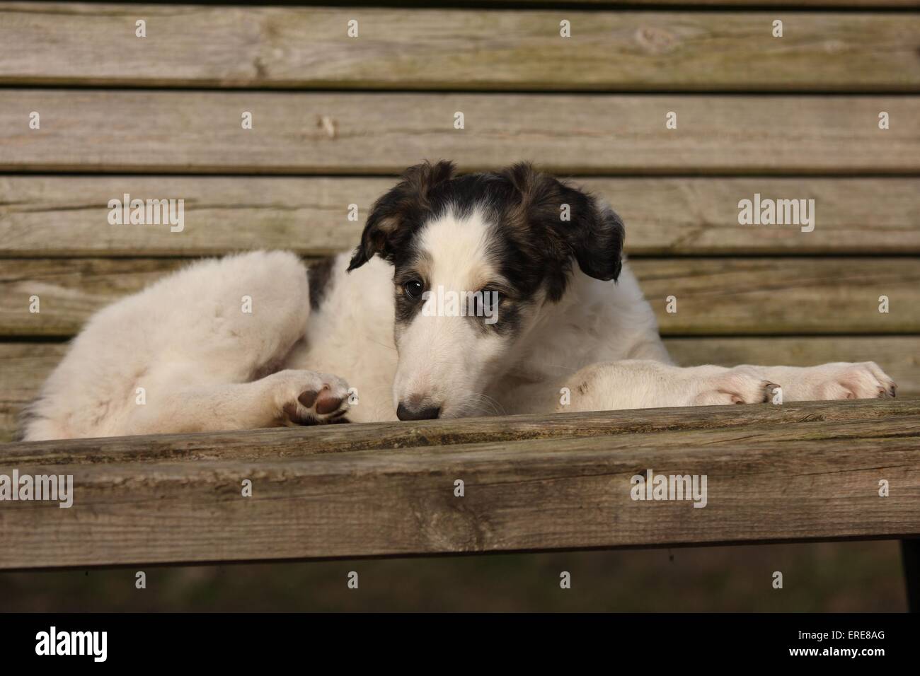 Borzoi puppy hi-res stock photography and images - Alamy