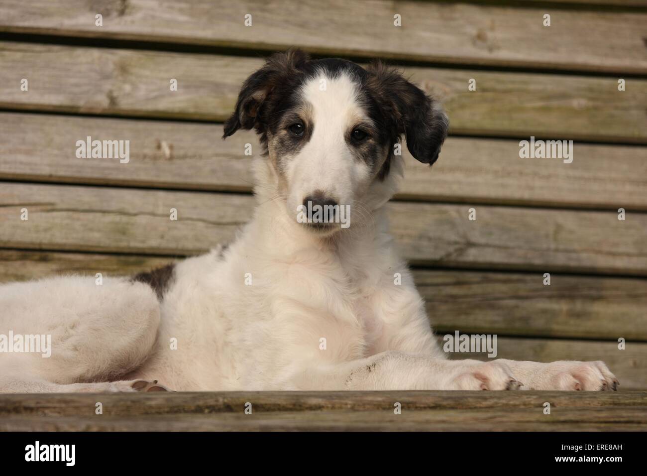 Borzoi puppy hi-res stock photography and images - Alamy
