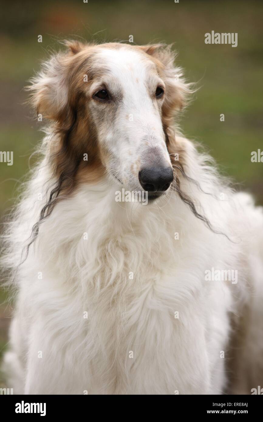 Borzoi hi-res stock photography and images - Alamy