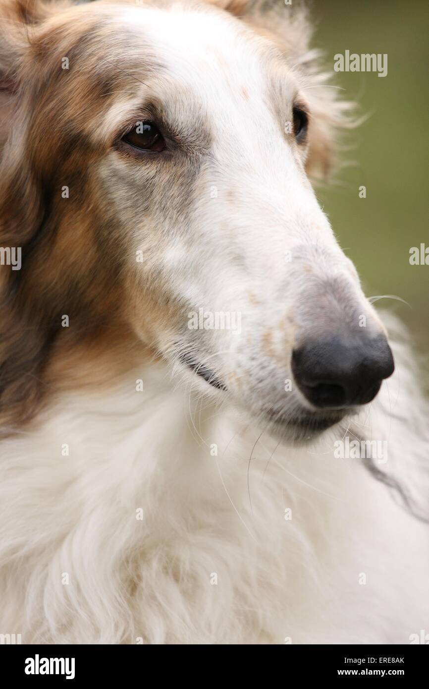 Big russian borzoi dog hi-res stock photography and images - Alamy
