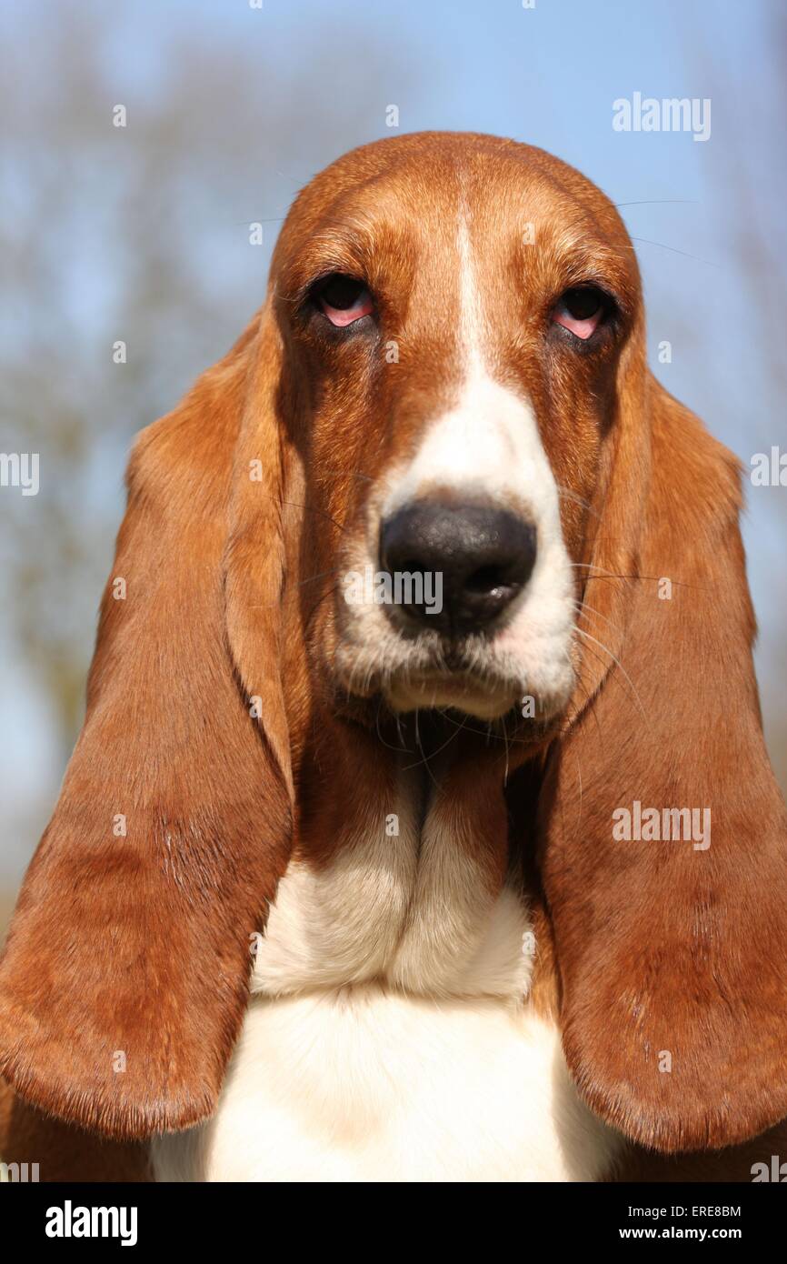 Basset Hound Portrait Stock Photo - Alamy