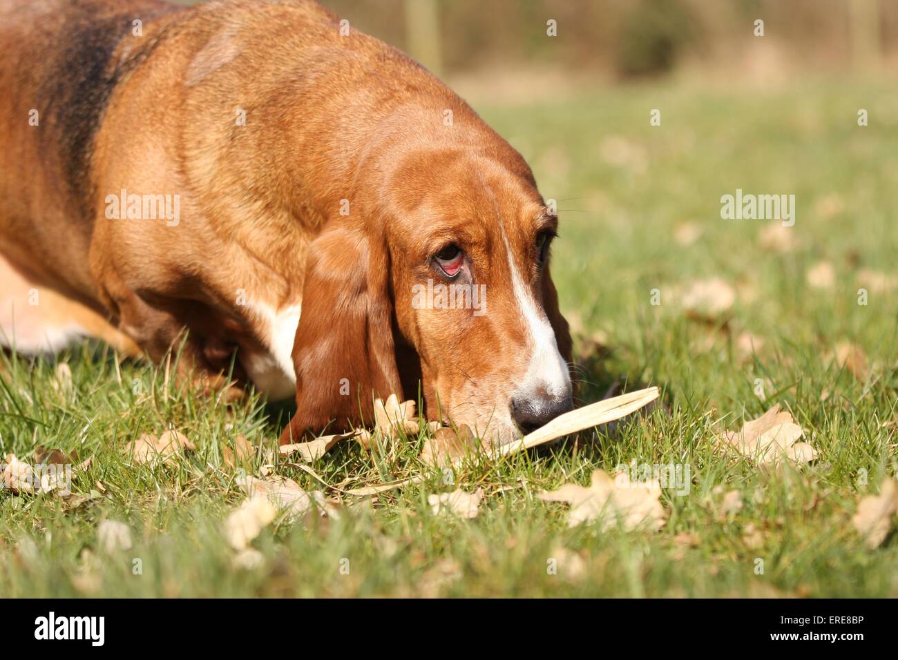 Basset sniffing hi-res stock photography and images - Alamy