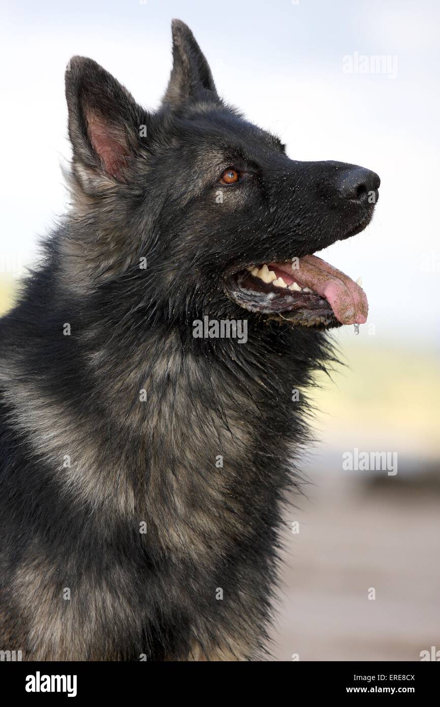 Old German Shepherd Dog Stock Photo - Alamy