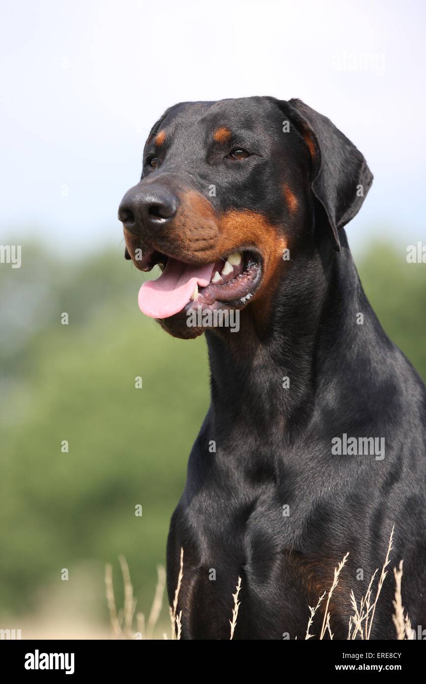 Side view adult doberman pinscher hi-res stock photography and images ...