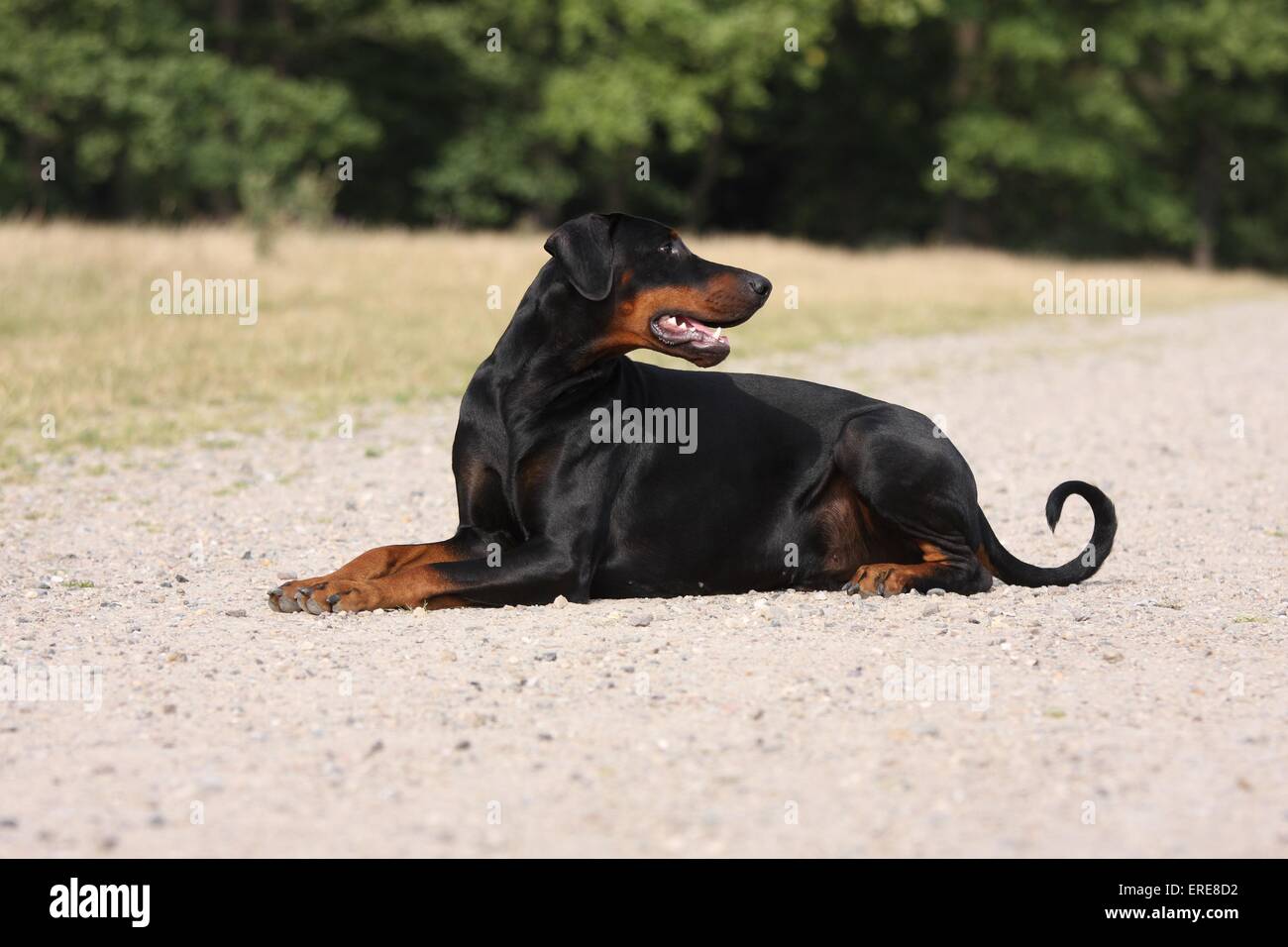 Side view adult doberman pinscher hi-res stock photography and images ...