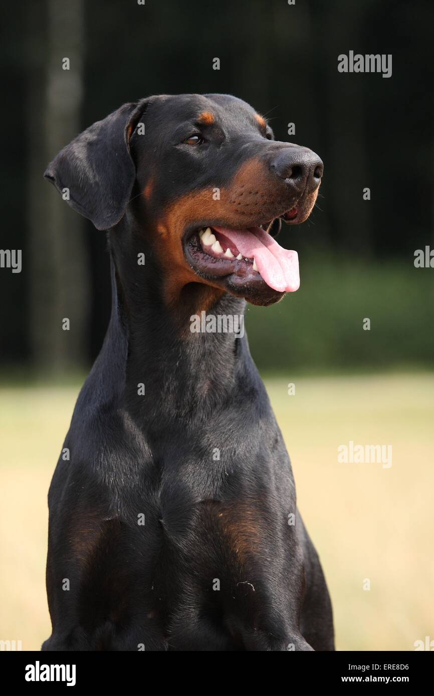 Brown tan male doberman dog hi-res stock photography and images - Alamy