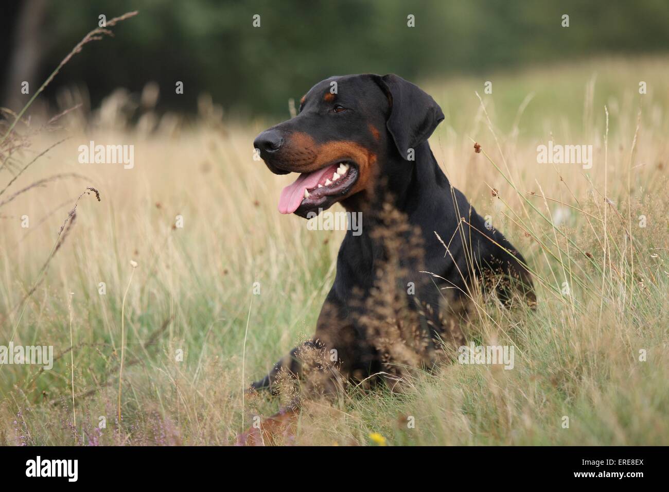 Doberman dog hi-res stock photography and images - Alamy