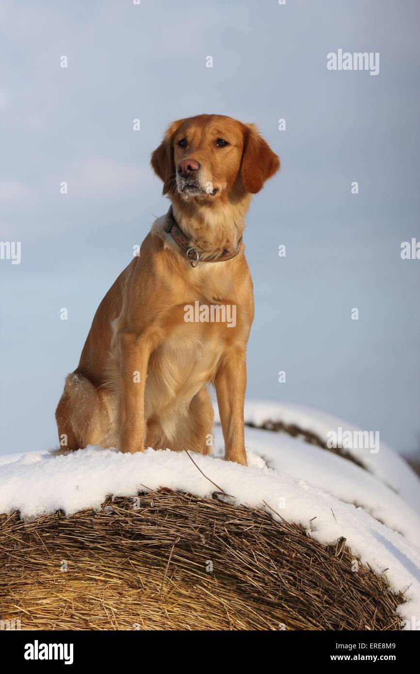 Golden bail hi-res stock photography and images - Alamy