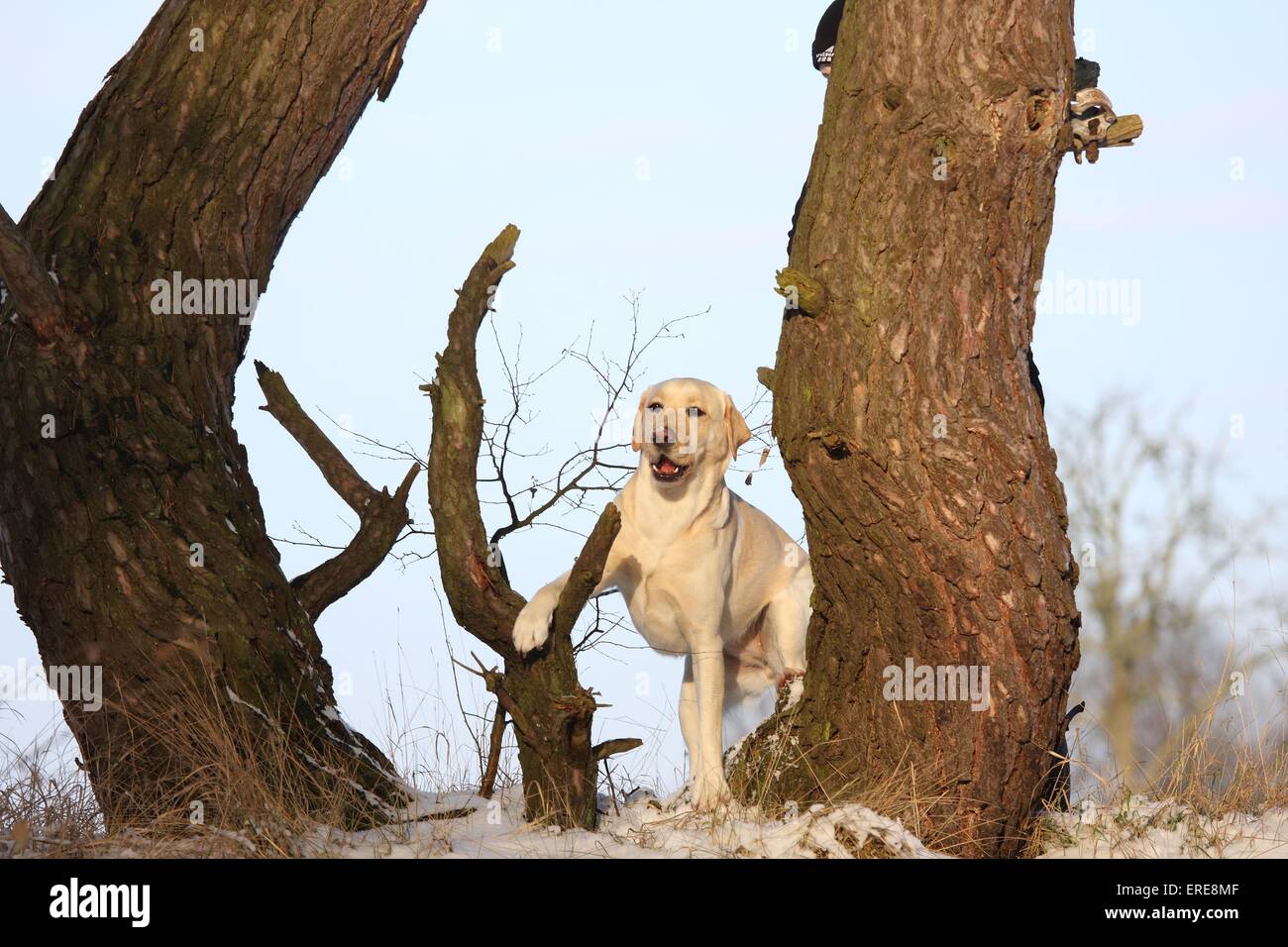 Golden retriever legs hi-res stock photography and images - Alamy