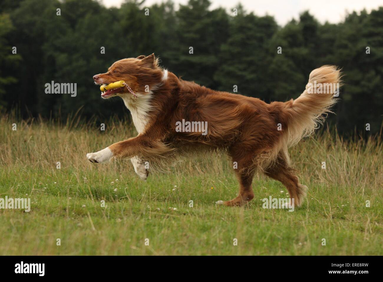 playing Australian Shepherd Stock Photo - Alamy