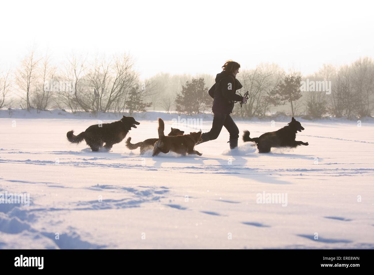 walking with dogs Stock Photo - Alamy