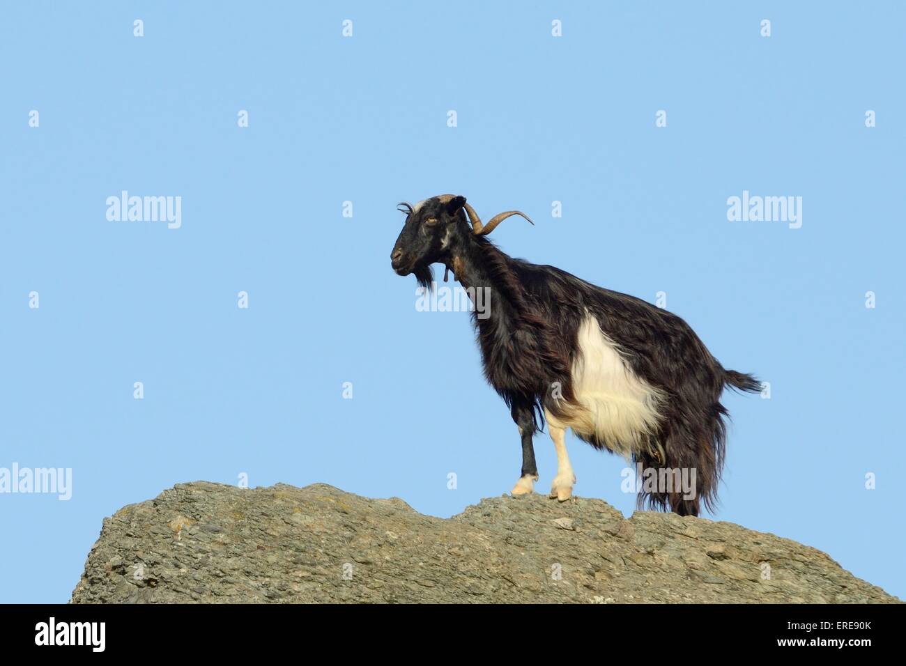 Domestic goat capra hircus hi-res stock photography and images - Alamy