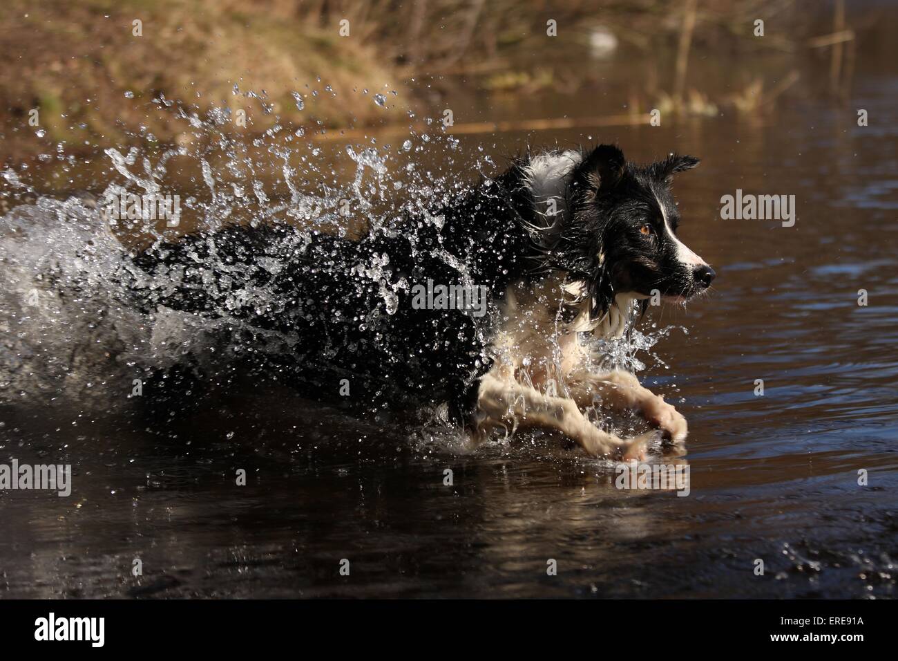 bathing Border Collie Stock Photo - Alamy