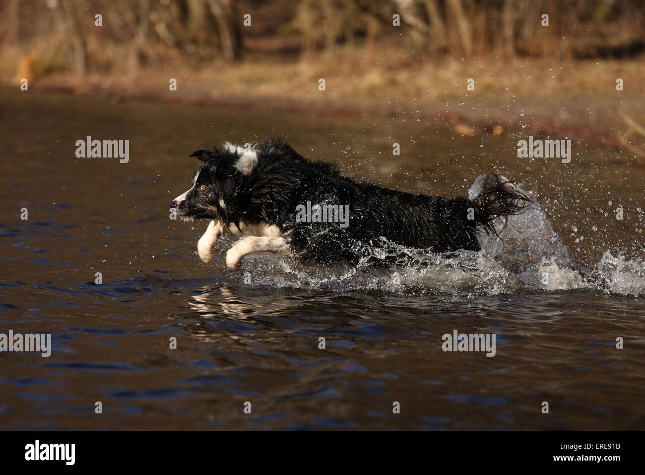 bathing Border Collie Stock Photo - Alamy