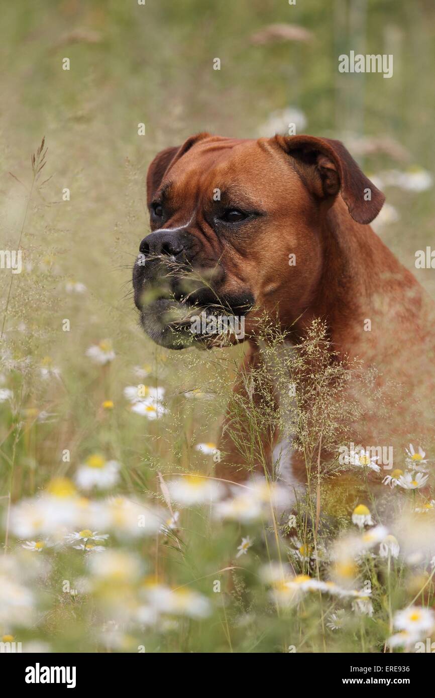 German Boxer Portrait Stock Photo - Alamy