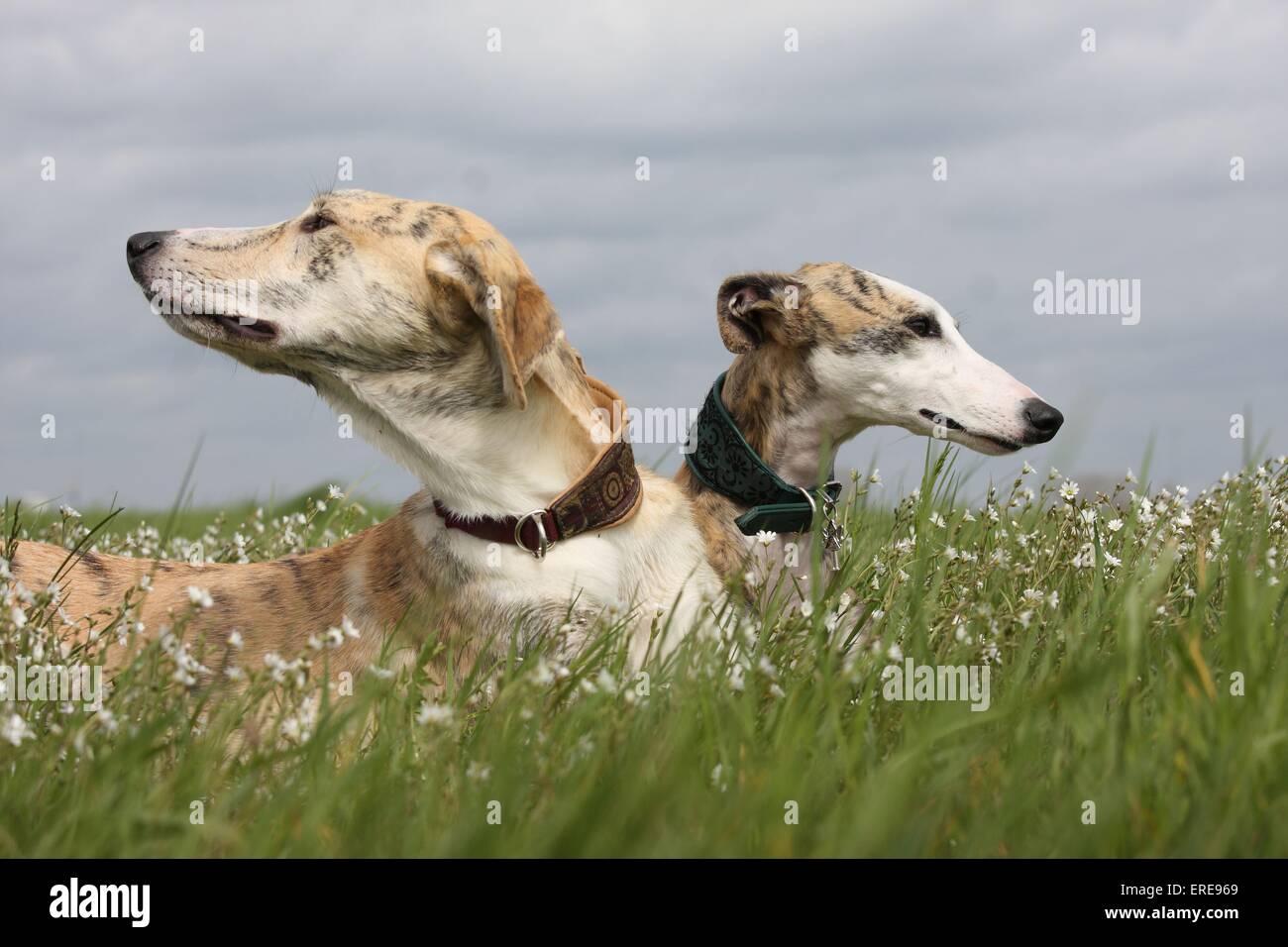 Smooth galgo hi-res stock photography and images - Alamy