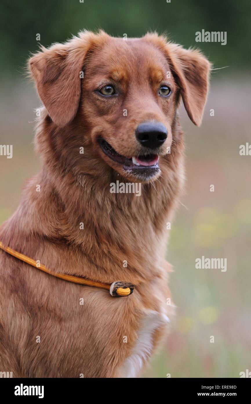 Adult duck tolling retriever hi-res stock photography and images - Alamy