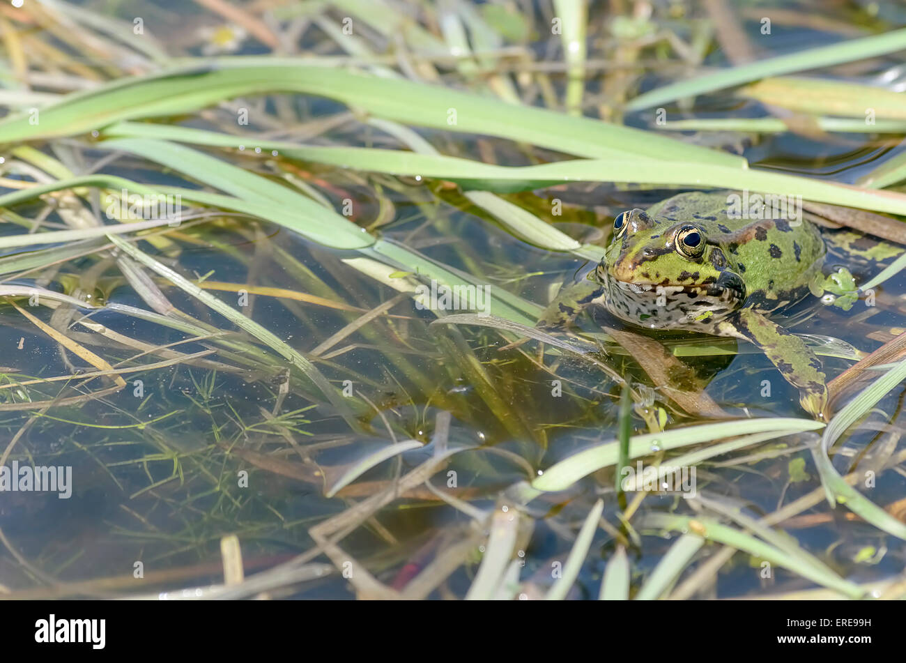 Pelophylax perezi. Beautiful green frog is at pond over plants, in ...