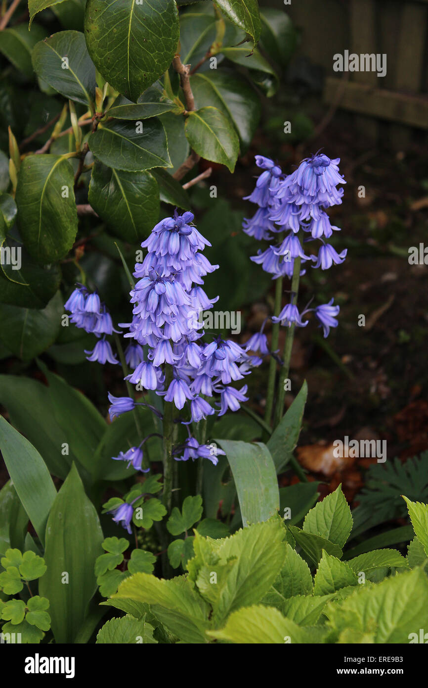 England Dorset Garden Flowers Spanish Bluebell (Hyacinthoides Hispanica ...