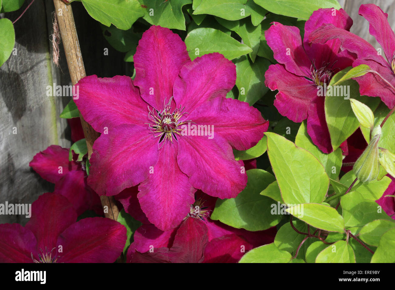 England Dorset Garden Flowers Clematis Ruby Wedding Peter Baker Stock Photo - Alamy