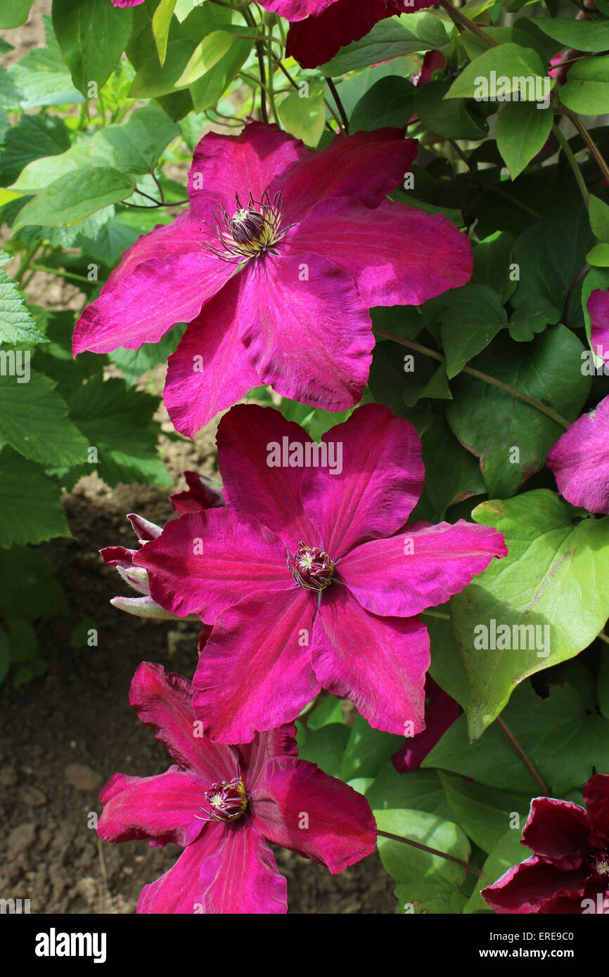 England Dorset Garden Flowers Clematis Ruby Wedding Peter Baker Stock Photo - Alamy