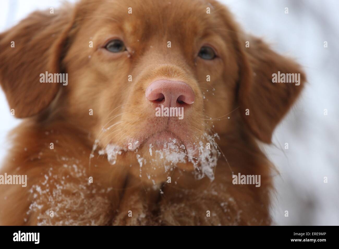 Red nose retriever hi-res stock photography and images - Alamy
