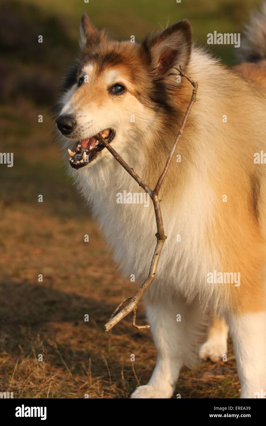 Animals gnawing collie stick hi-res stock photography and images - Alamy
