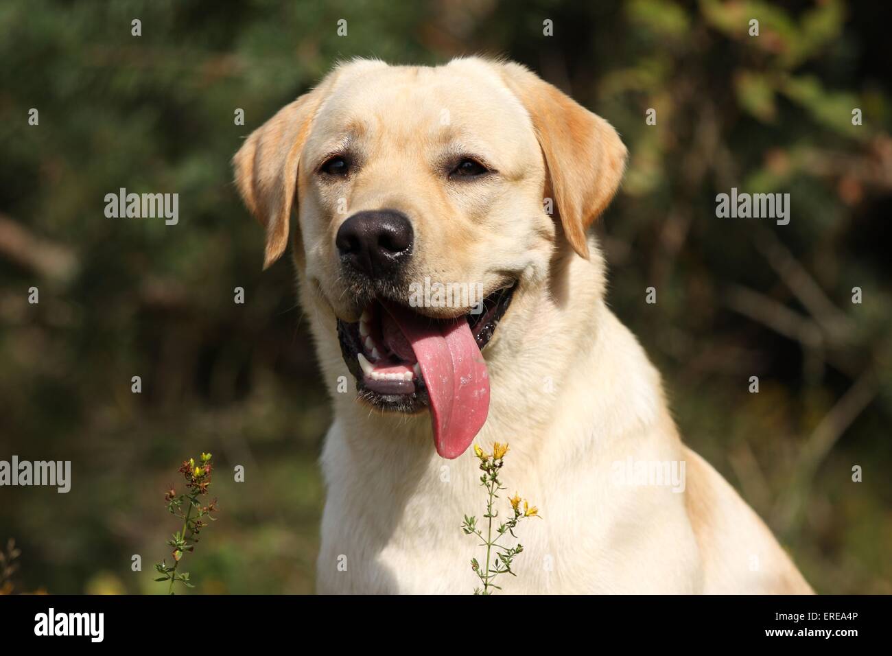 Labrador Retriever Portrait Stock Photo - Alamy