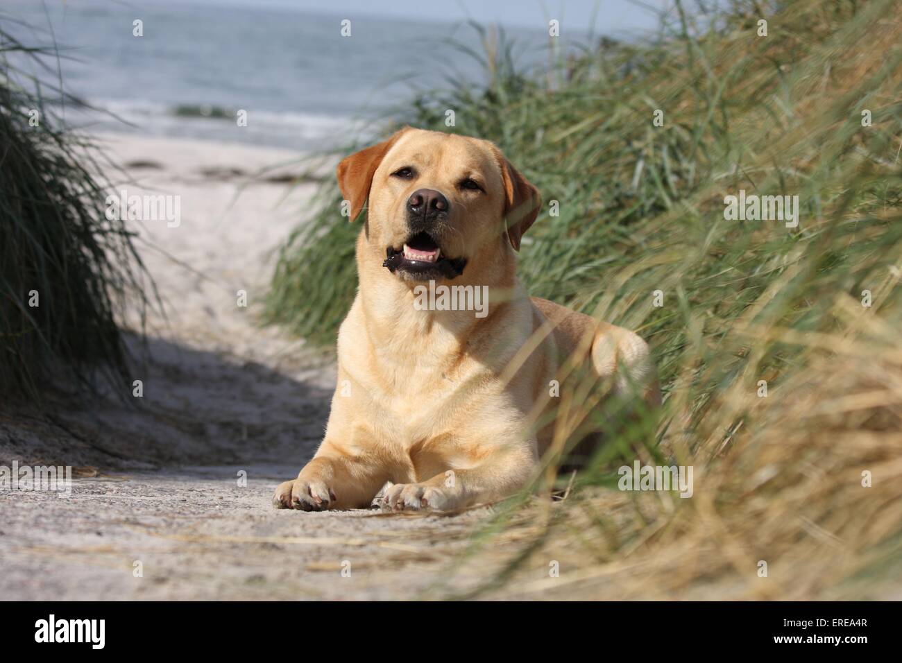 Sandy blonde hi-res stock photography and images - Alamy