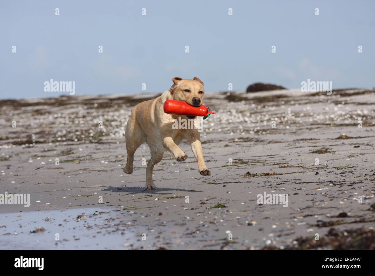 playing Labrador Retriever Stock Photo - Alamy