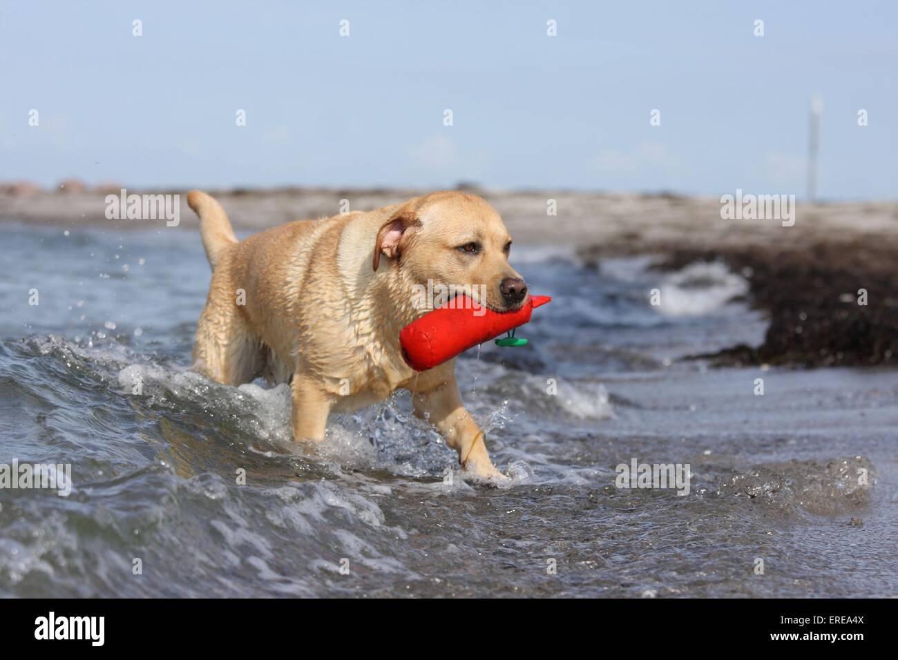 playing Labrador Retriever Stock Photo - Alamy