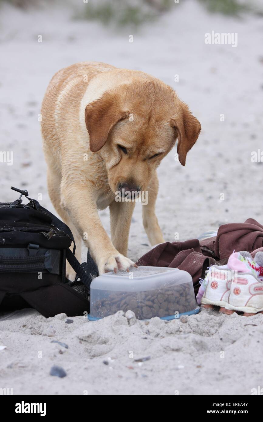 stealing Labrador Retriever Stock Photo - Alamy