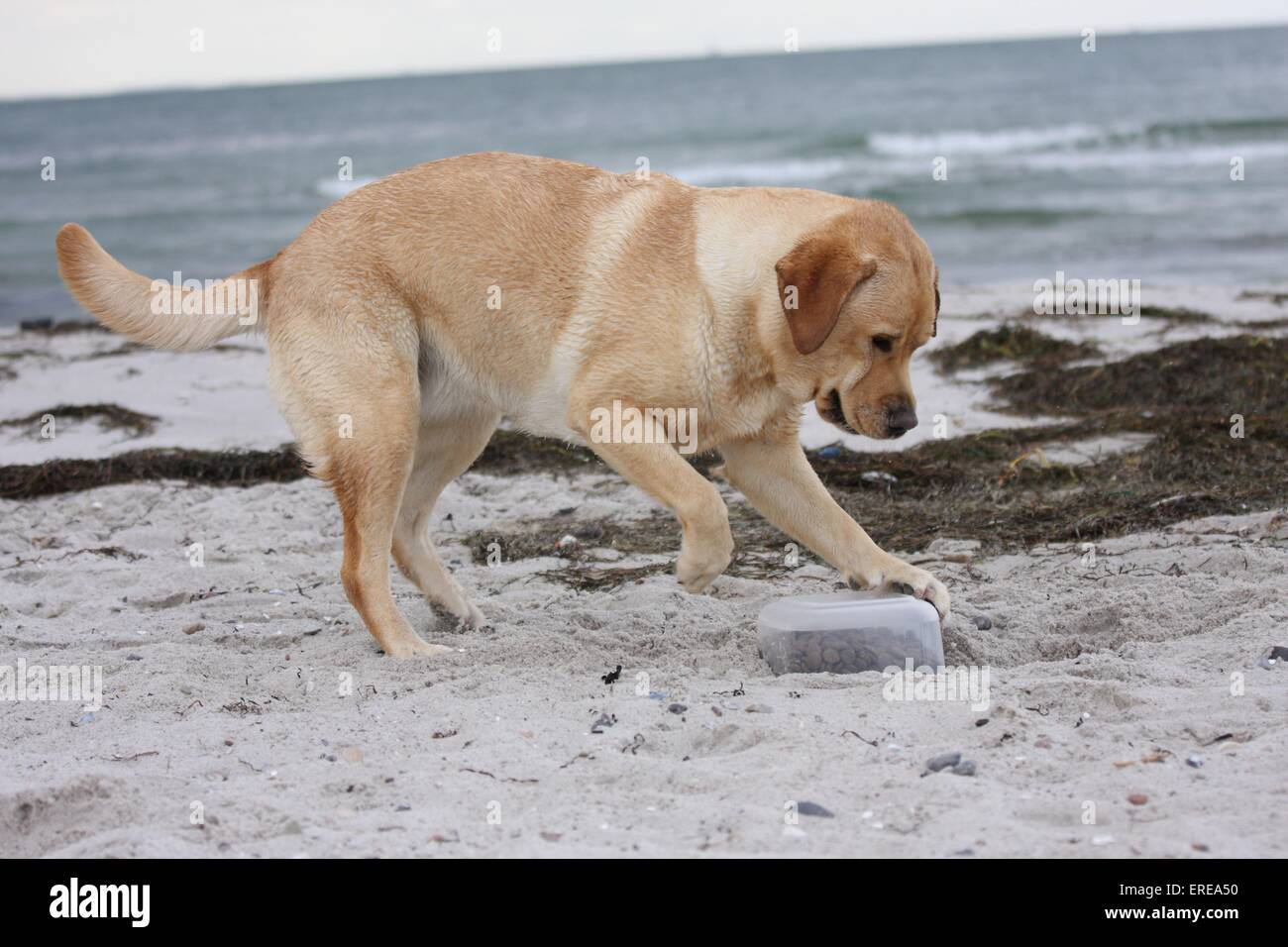 Dog stealing food hi-res stock photography and images - Alamy