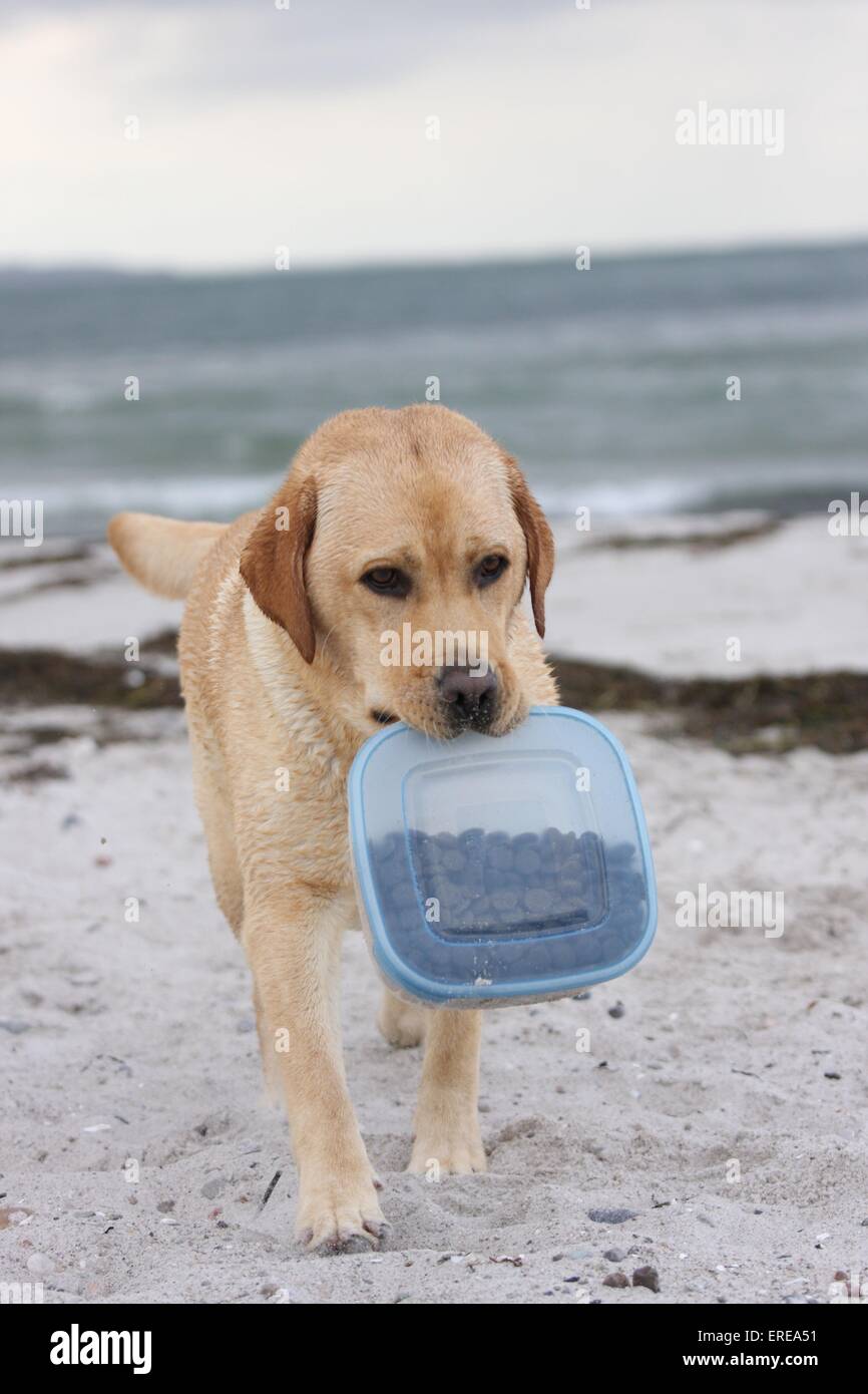 stealing Labrador Retriever Stock Photo - Alamy