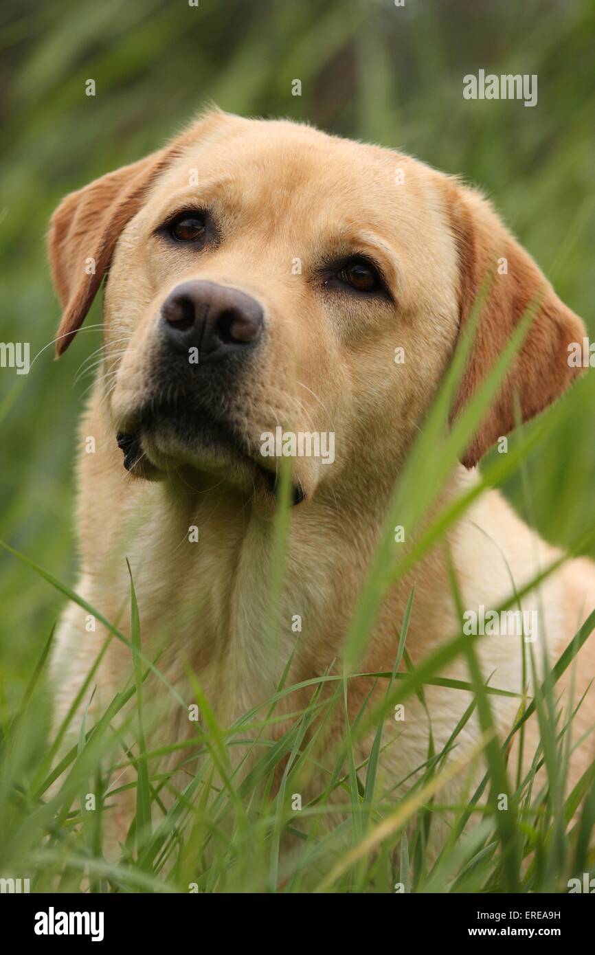 Labrador Retriever Portrait Stock Photo - Alamy